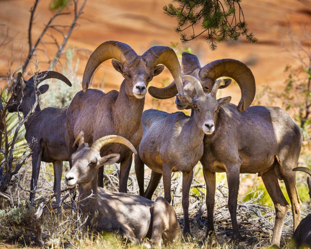 Family Portrait by Byron Neslen Photography