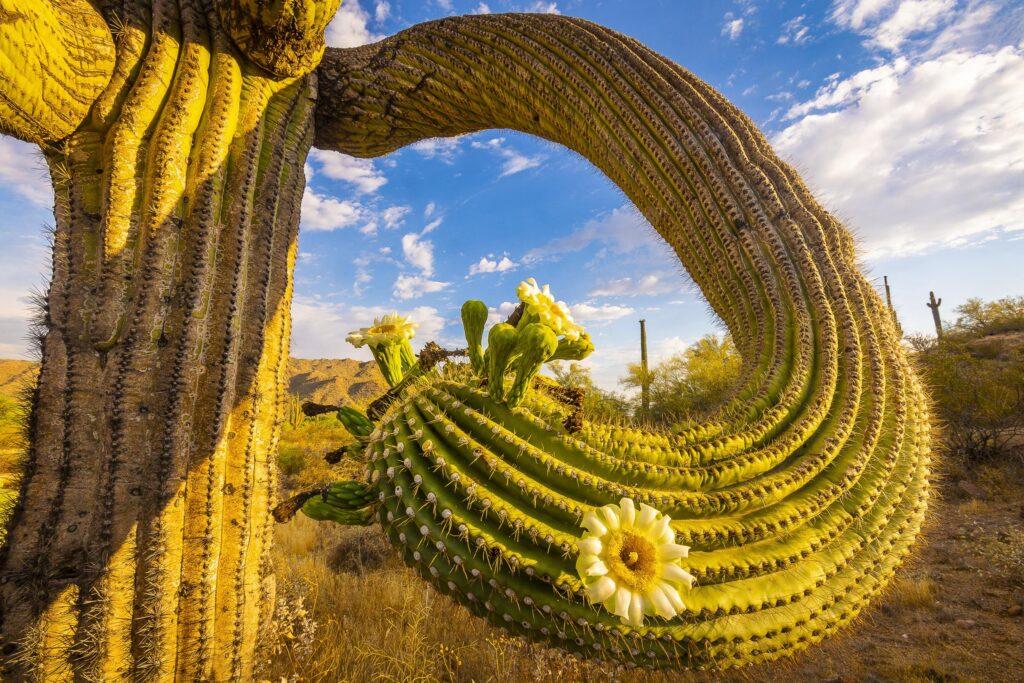 Salt River Saguaro Blooms by Byron Neslen Photography